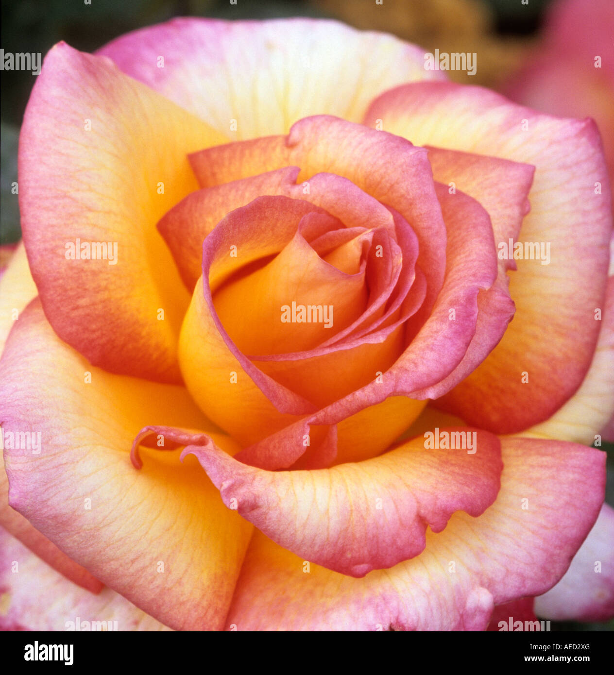 shrub rose Rosa Sheila s Perfume Stock Photo - Alamy