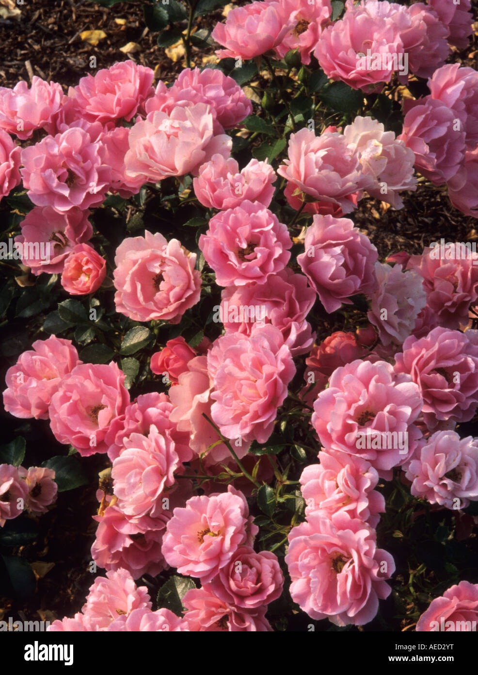 ground cover shrub county rose Rosa Surrey Stock Photo - Alamy