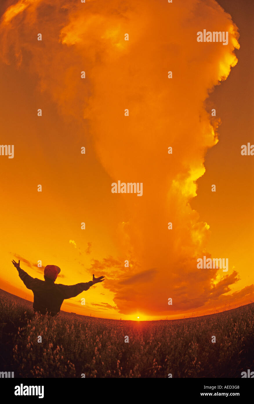 Oat of arms hi-res stock photography and images - Alamy