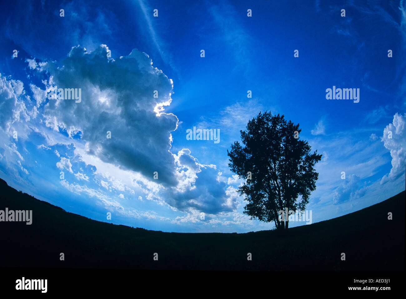 cottonwood tree and cumulonimbus buildup near Dugald, Manitoba, Canada ...