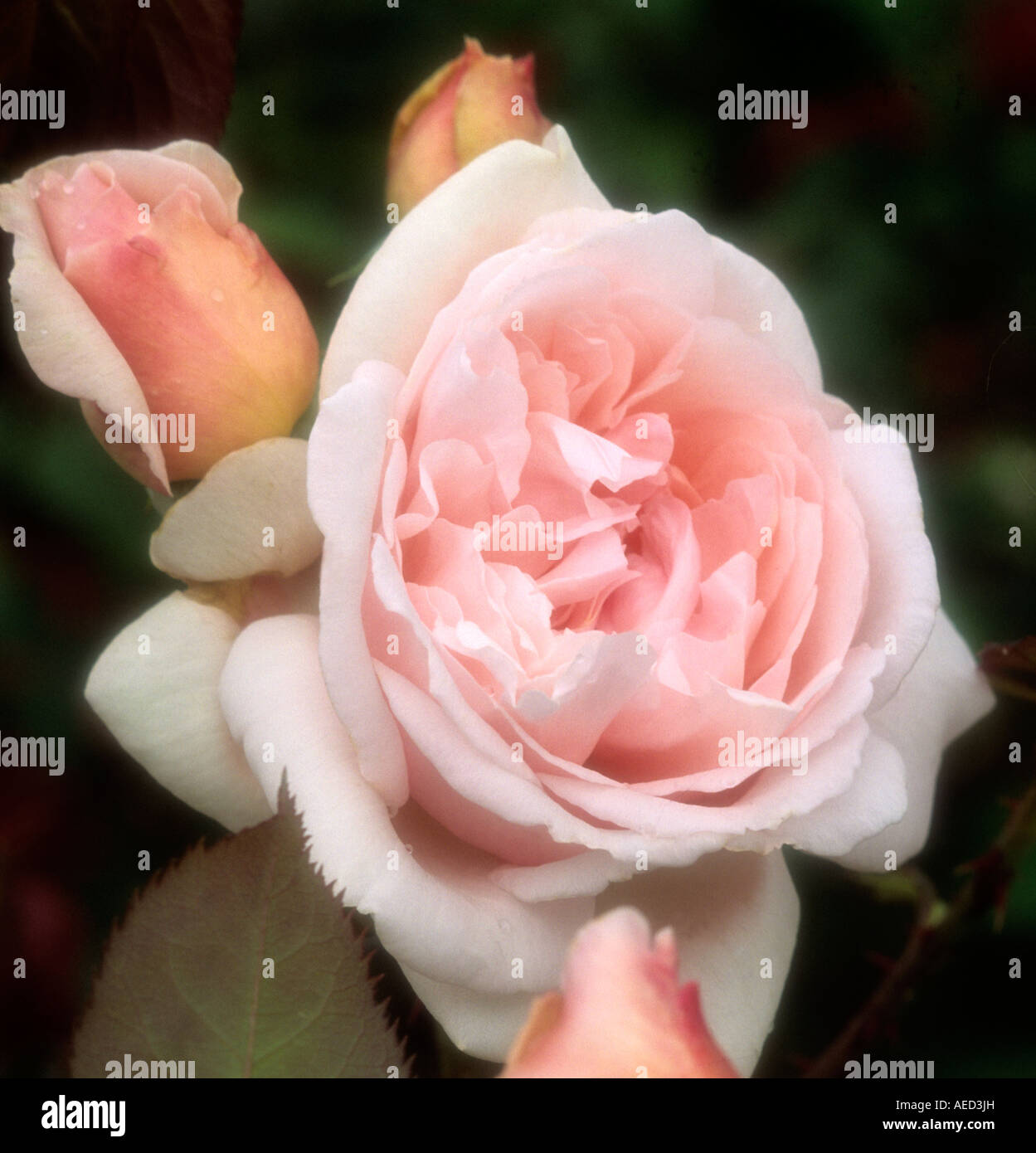 shrub rose Rosa Kathryn Morley Stock Photo - Alamy