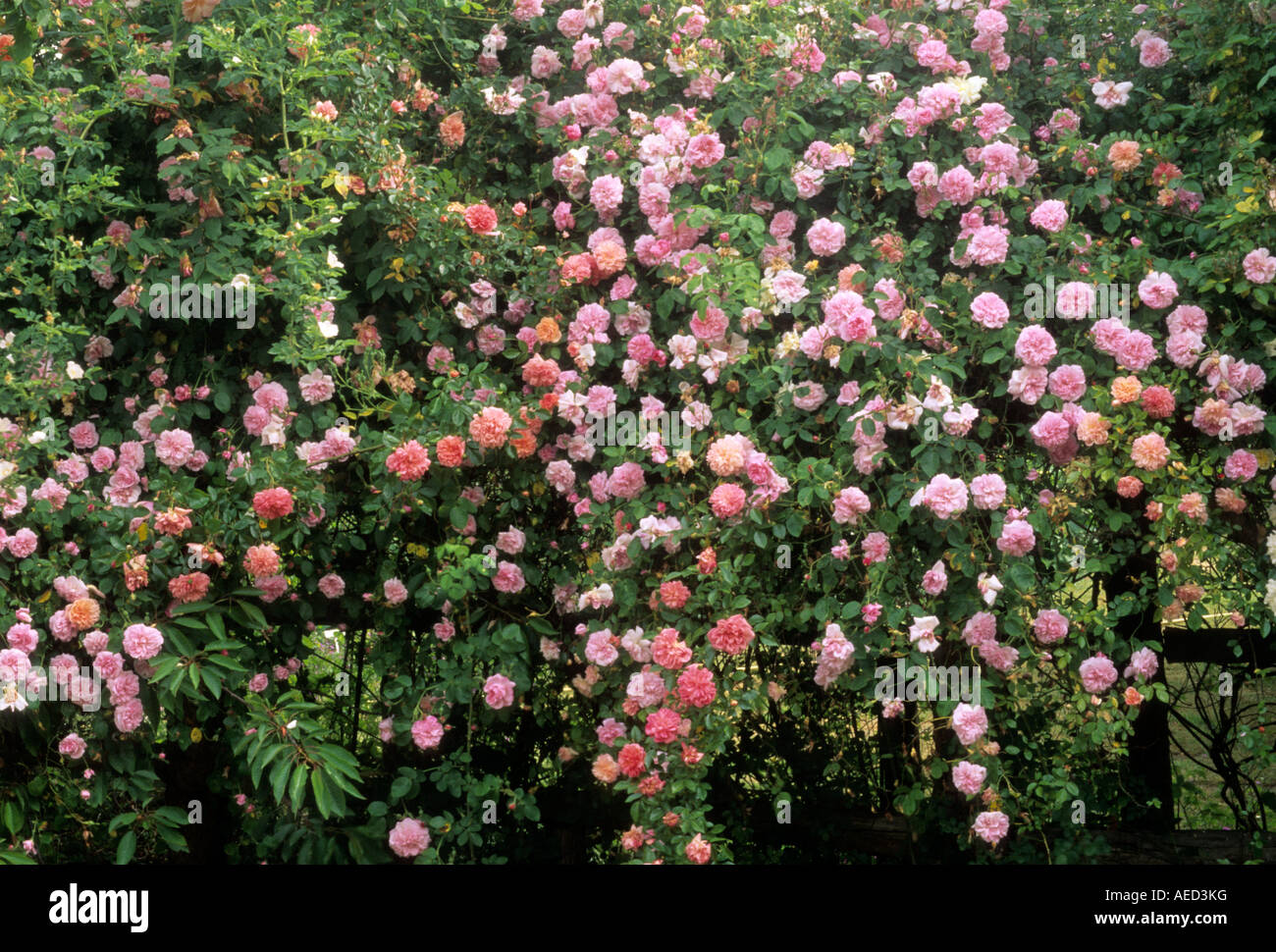climbing rose Rosa Lady Waterlow on pergola Stock Photo - Alamy