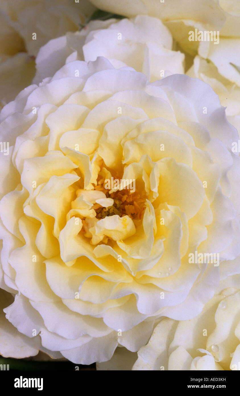 shrub rose Rosa Lilian Baylis Stock Photo - Alamy