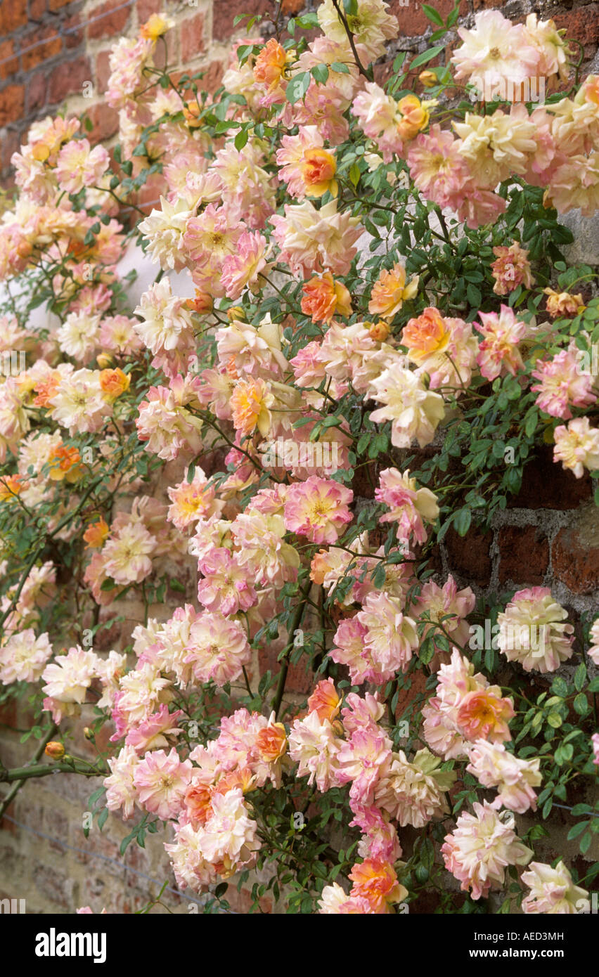 climbing rose Rosa Morris Biryed on brick wall Stock Photo - Alamy
