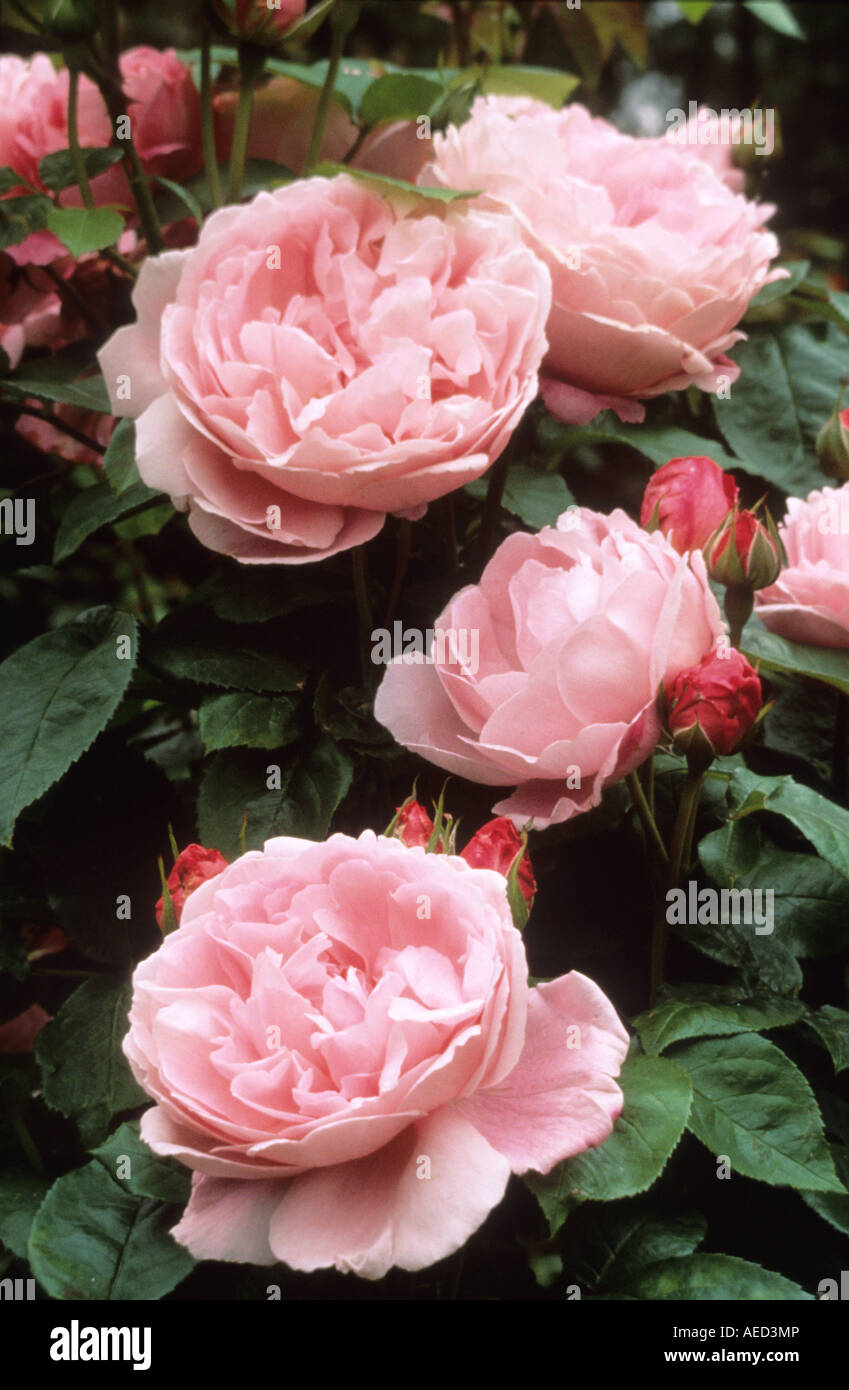 modern shrub rose Rosa Mary Rose Stock Photo - Alamy