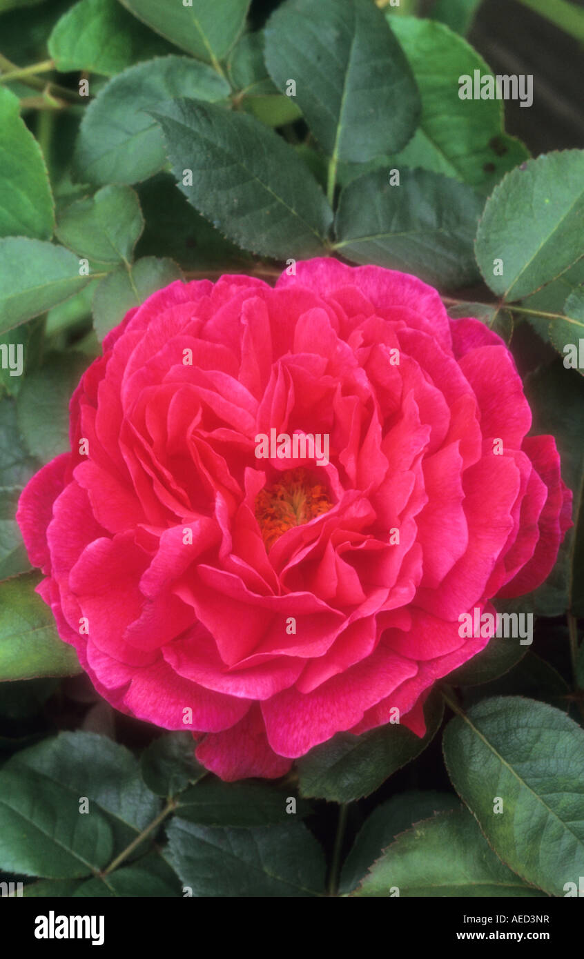 modern shrub rose Rosa Noble Anthony Stock Photo - Alamy