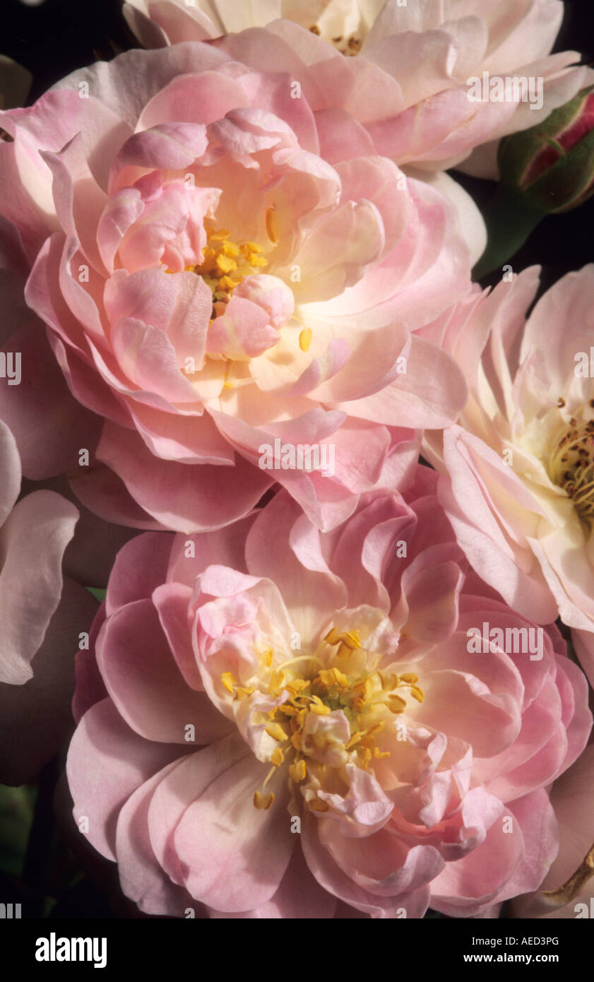 climbing rose Rosa Noisette Carnee syn Blush Noisette Stock Photo - Alamy