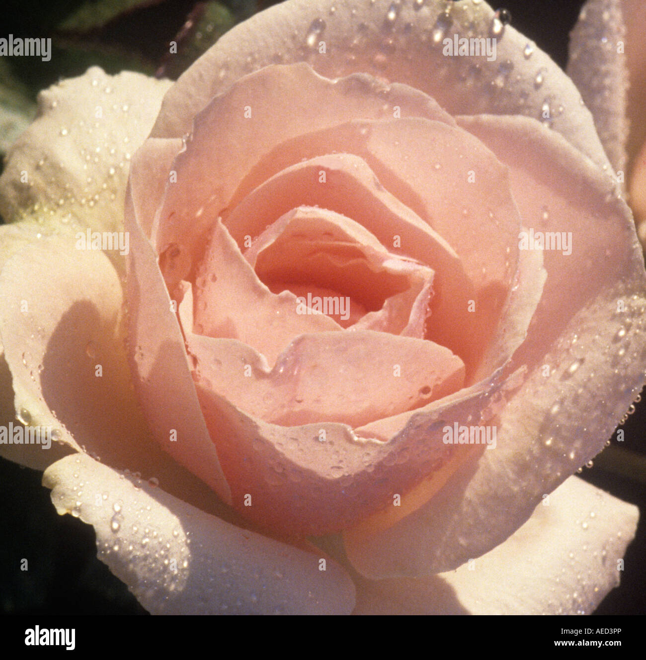 shrub rose Rosa Prima Stock Photo - Alamy