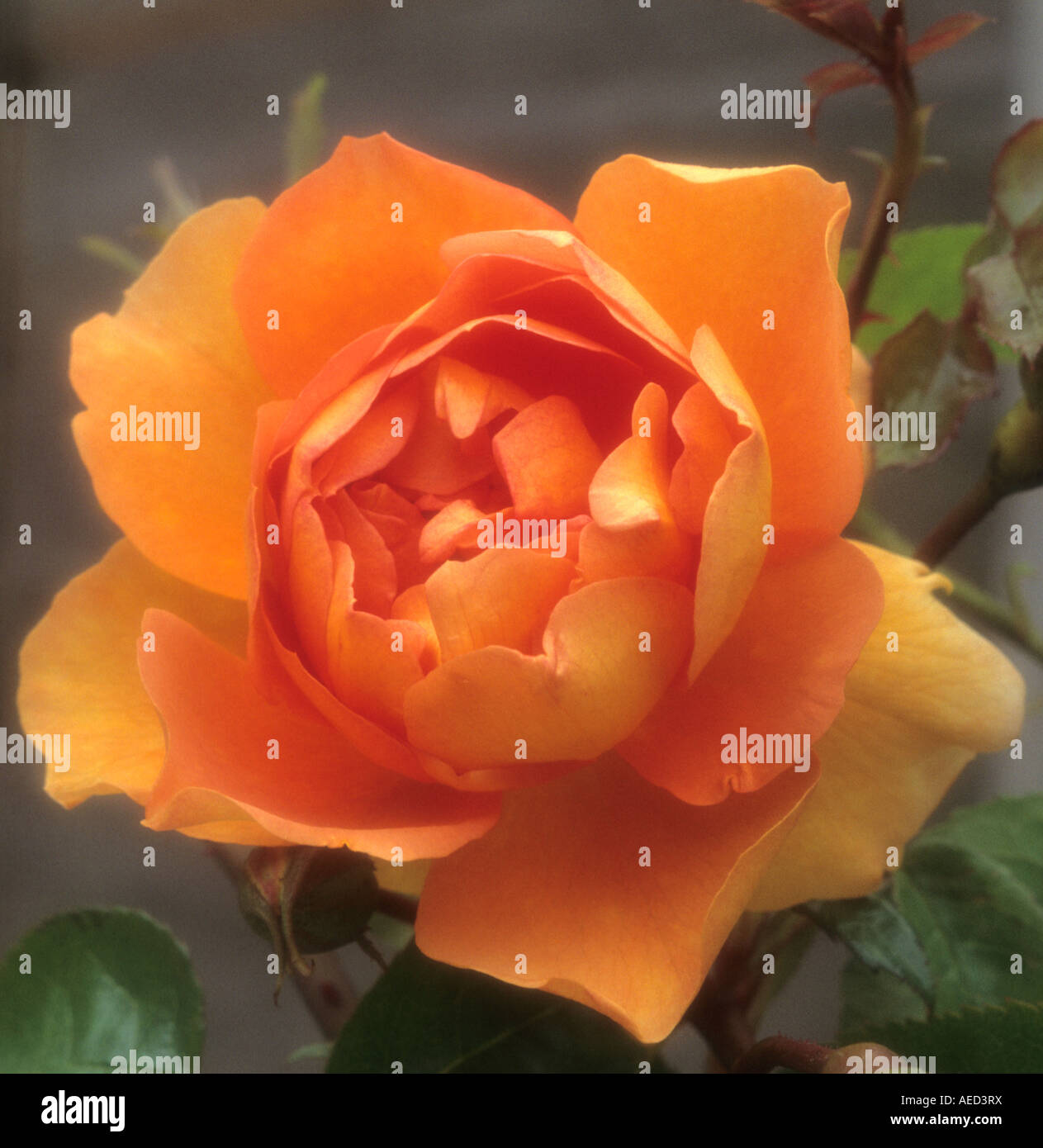 Pat Austin High Resolution Stock Photography and Images - Alamy