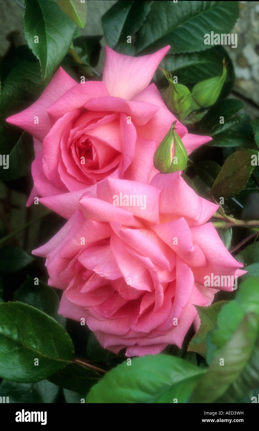 shrub rose Rosa Rosie Mantle Stock Photo - Alamy