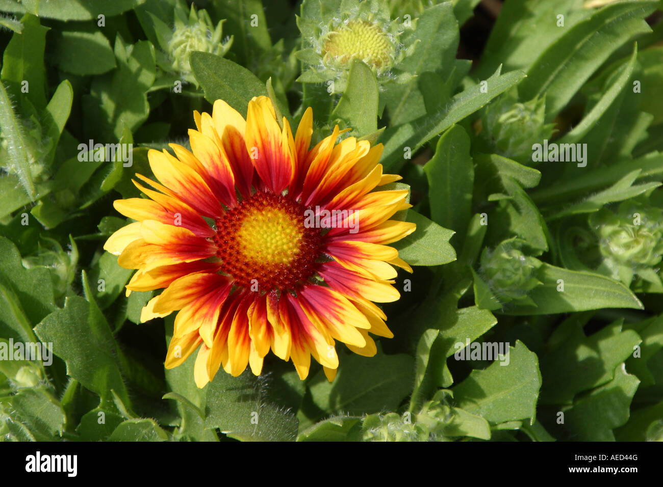 Blanket flower arizona sun hi-res stock photography and images - Alamy