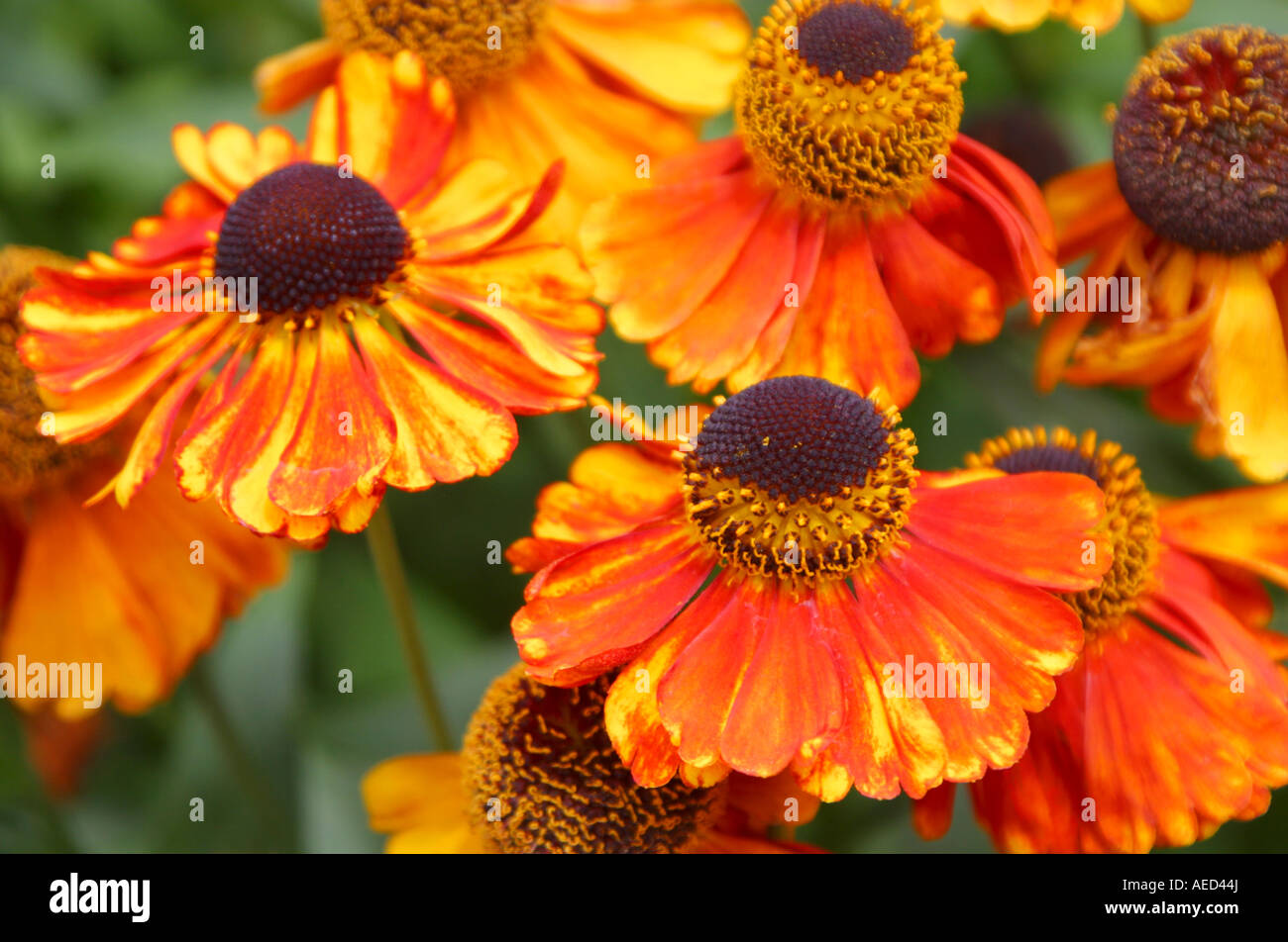 Helenium coppelia hi-res stock photography and images - Alamy