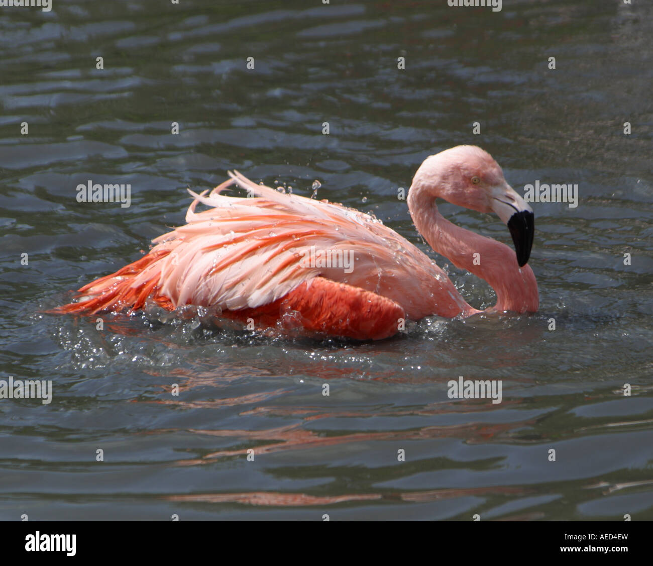Flamingo wash hi-res stock photography and images - Alamy