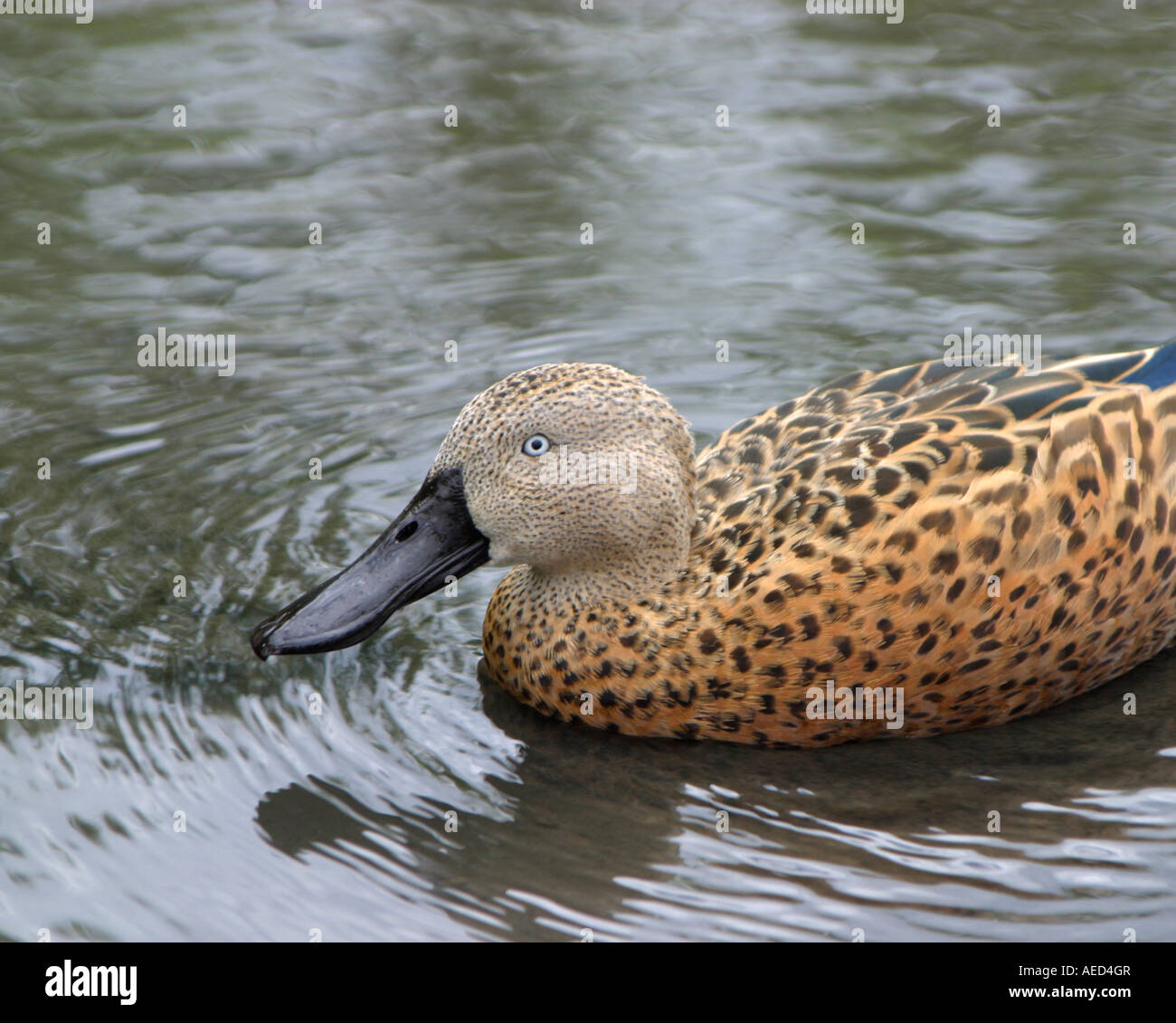 Argentine red shoveler, Anas platalea Stock Photo - Alamy