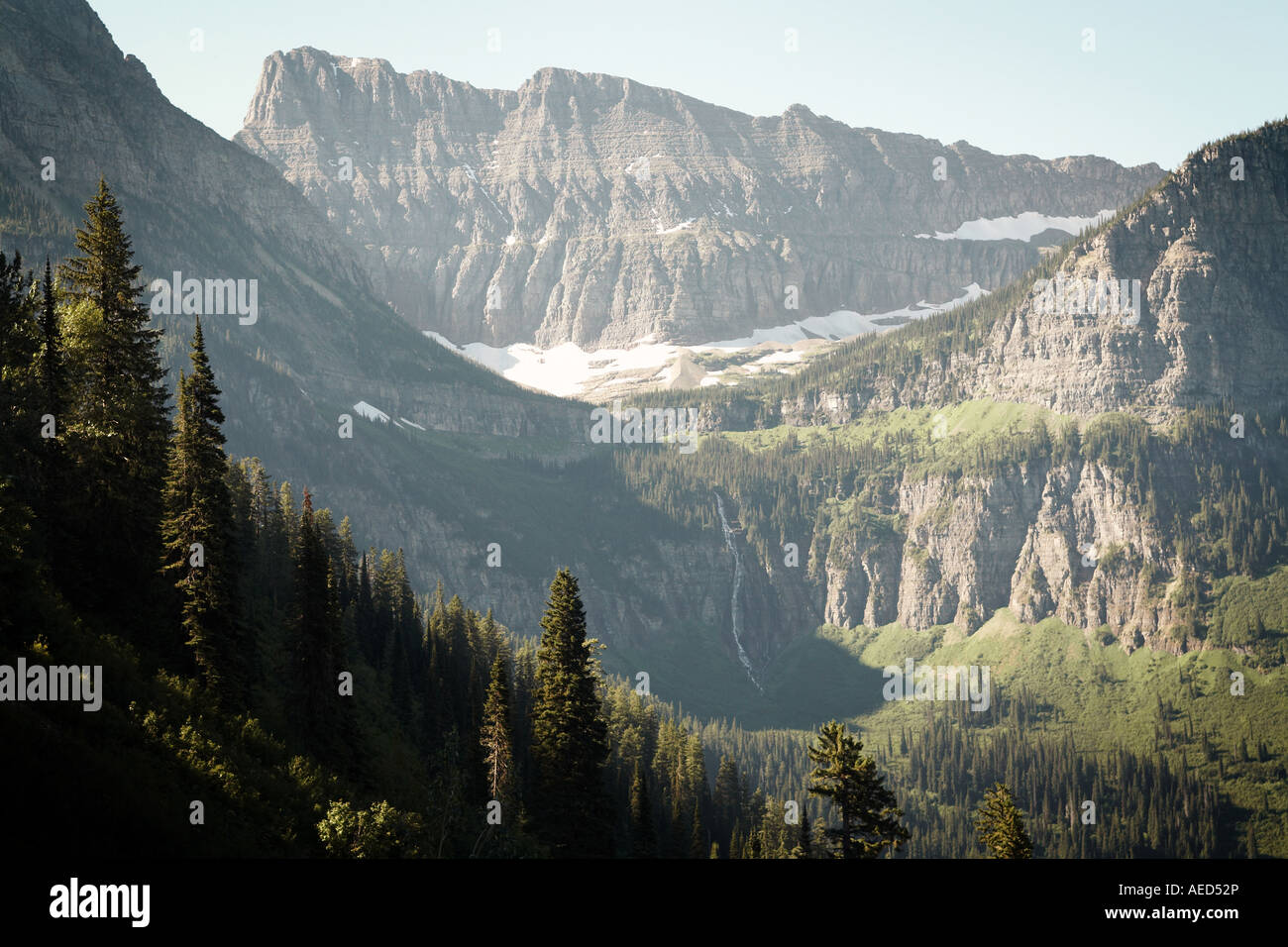 Pine Trees Growing on Mountainside Glacier National Park, Montana ...