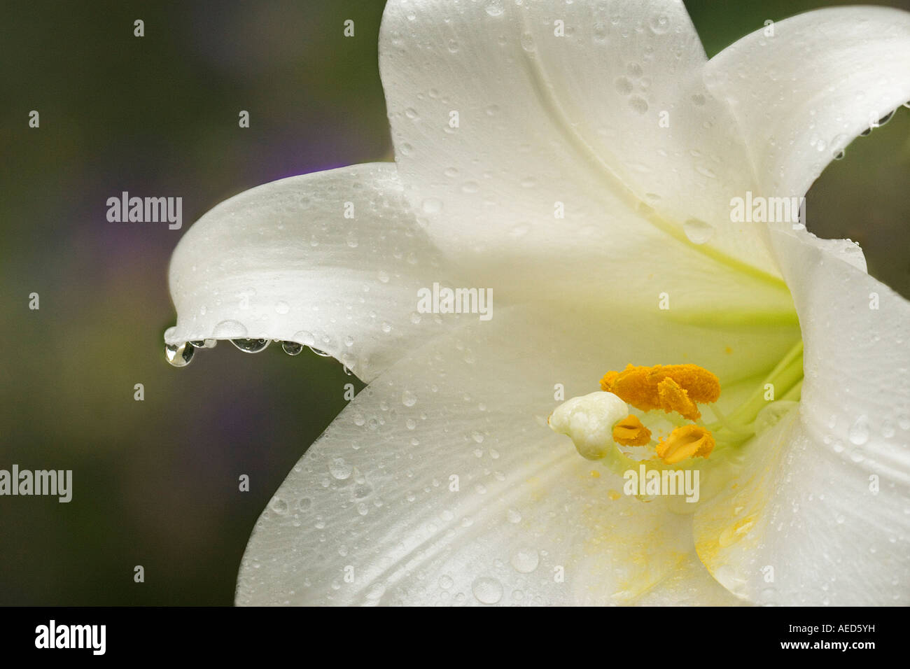 White Lilly close up Stock Photo - Alamy