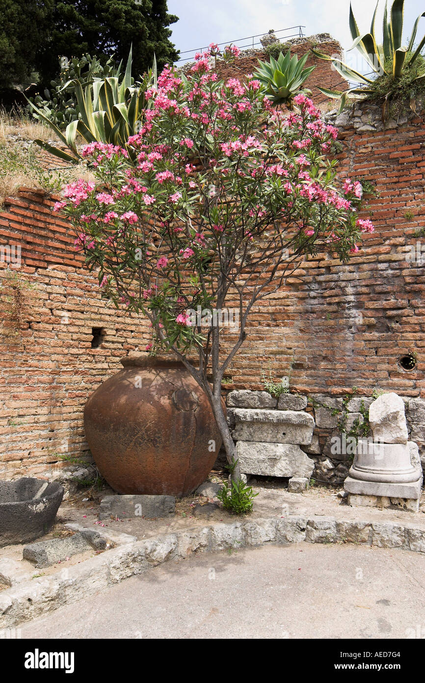 Oleander pot hi-res stock photography and images - Alamy