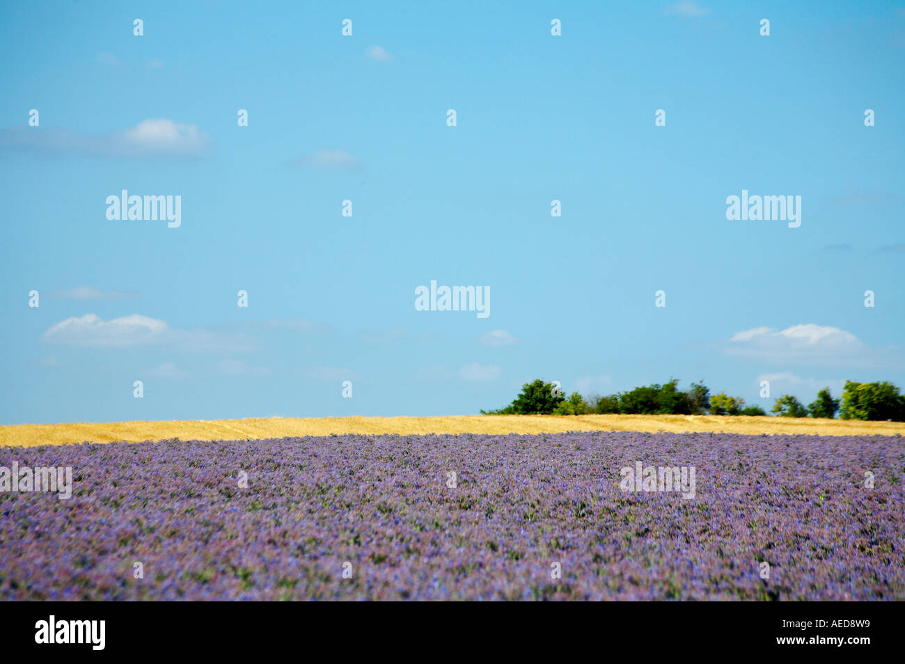 Field of blue Borage crop Hampshire UK Stock Photo - Alamy