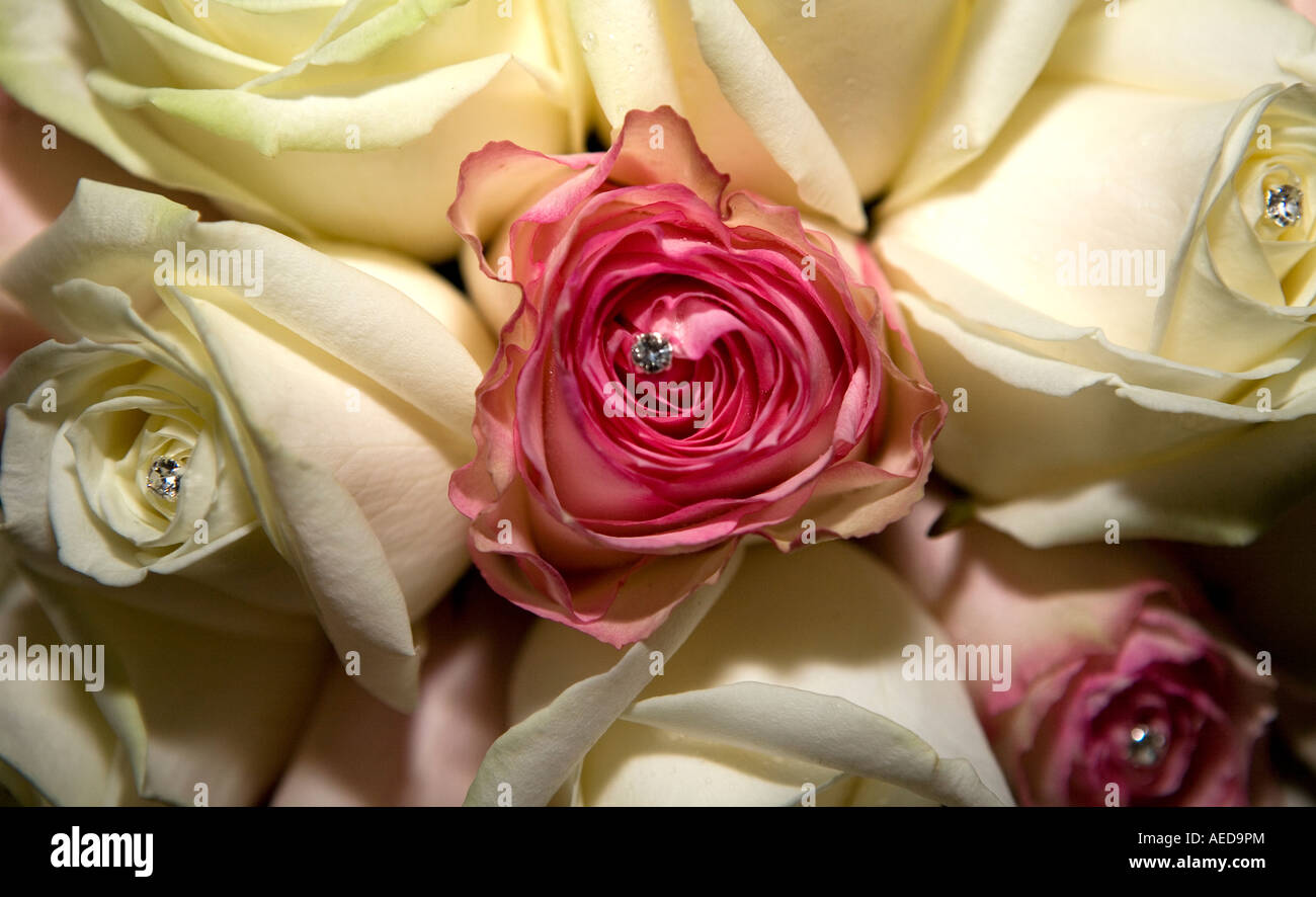 pink and cream roses close up Stock Photo - Alamy