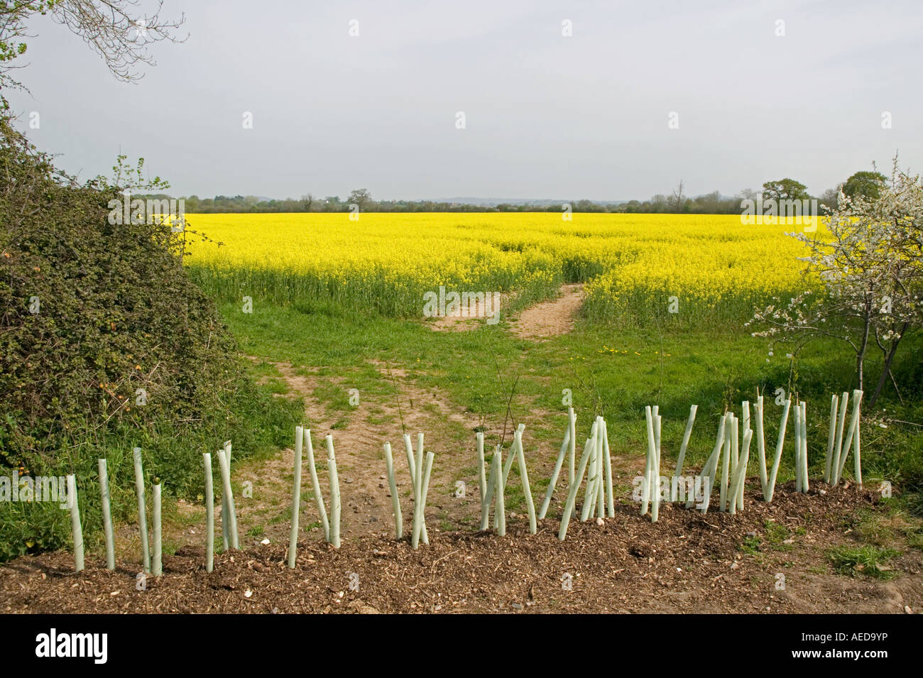 newly planted hedgerow to make hedge bright yellow oil seed rape field ...