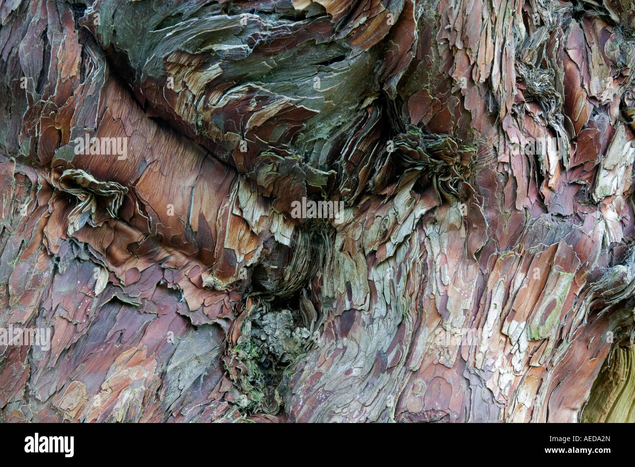 detail of ancient yew tree bark Stock Photo - Alamy