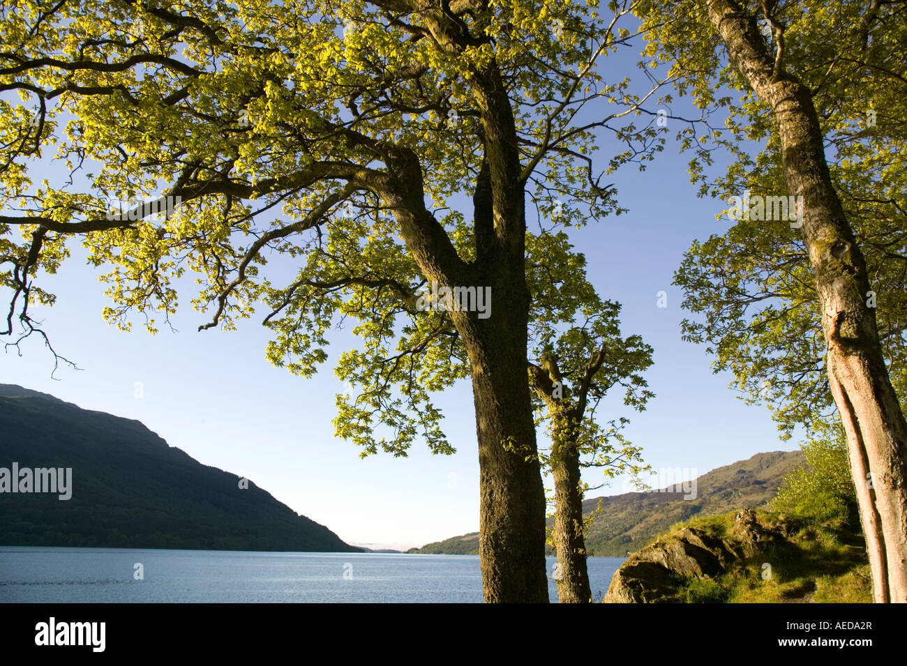 oak trees standing on the shore of Loch Lomond Scotland Stock Photo - Alamy