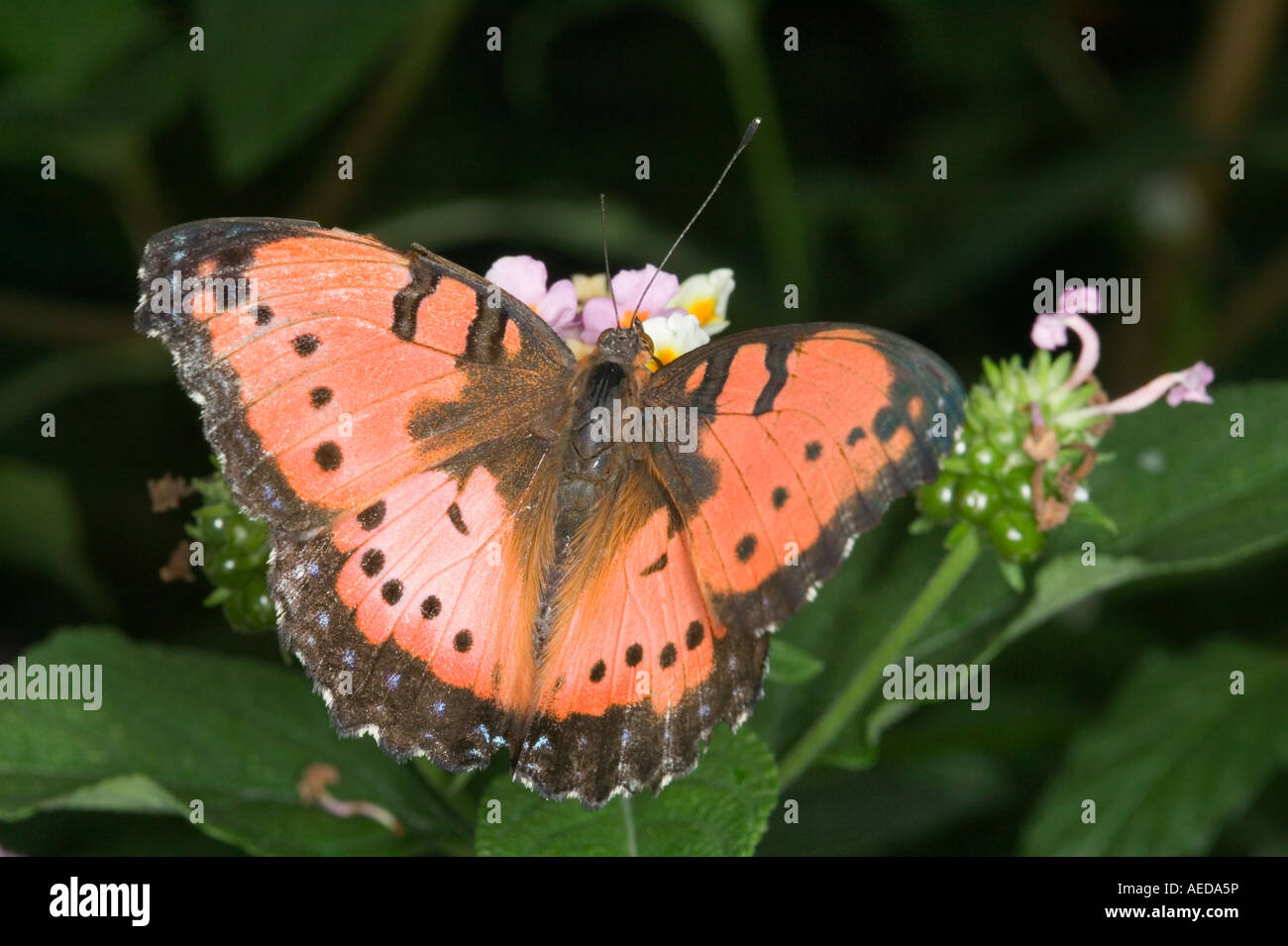 Octavia butterfly hi-res stock photography and images - Alamy