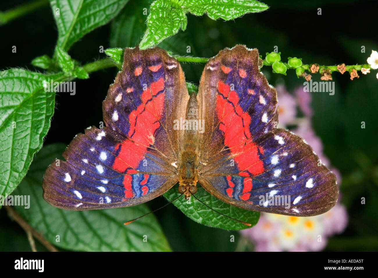 Anartia amathea butterfly tropical leaf Stock Photo - Alamy