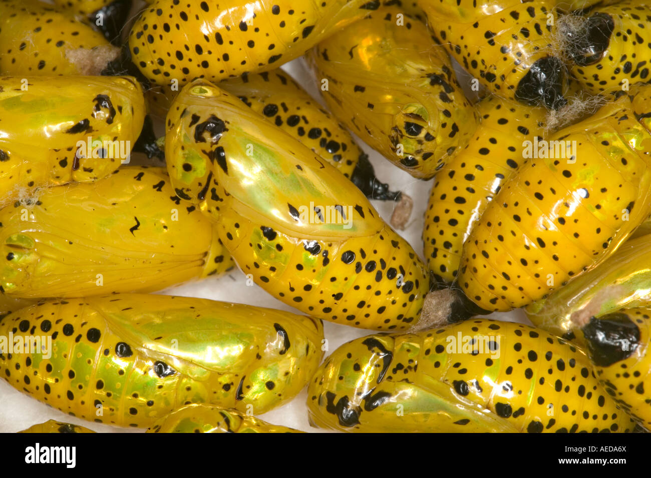Chrysallis hi-res stock photography and images - Alamy
