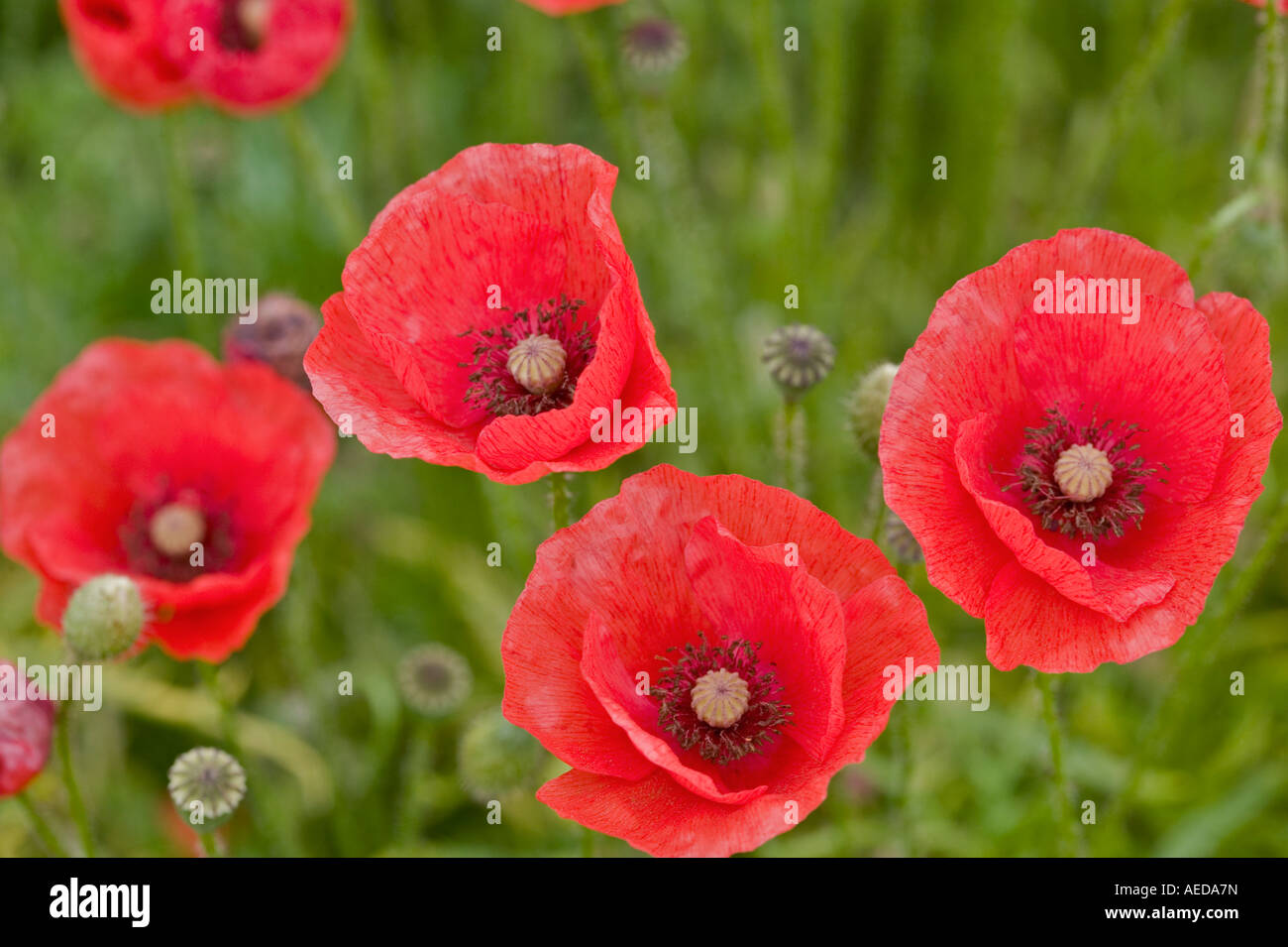 Poppy flower hi-res stock photography and images - Alamy