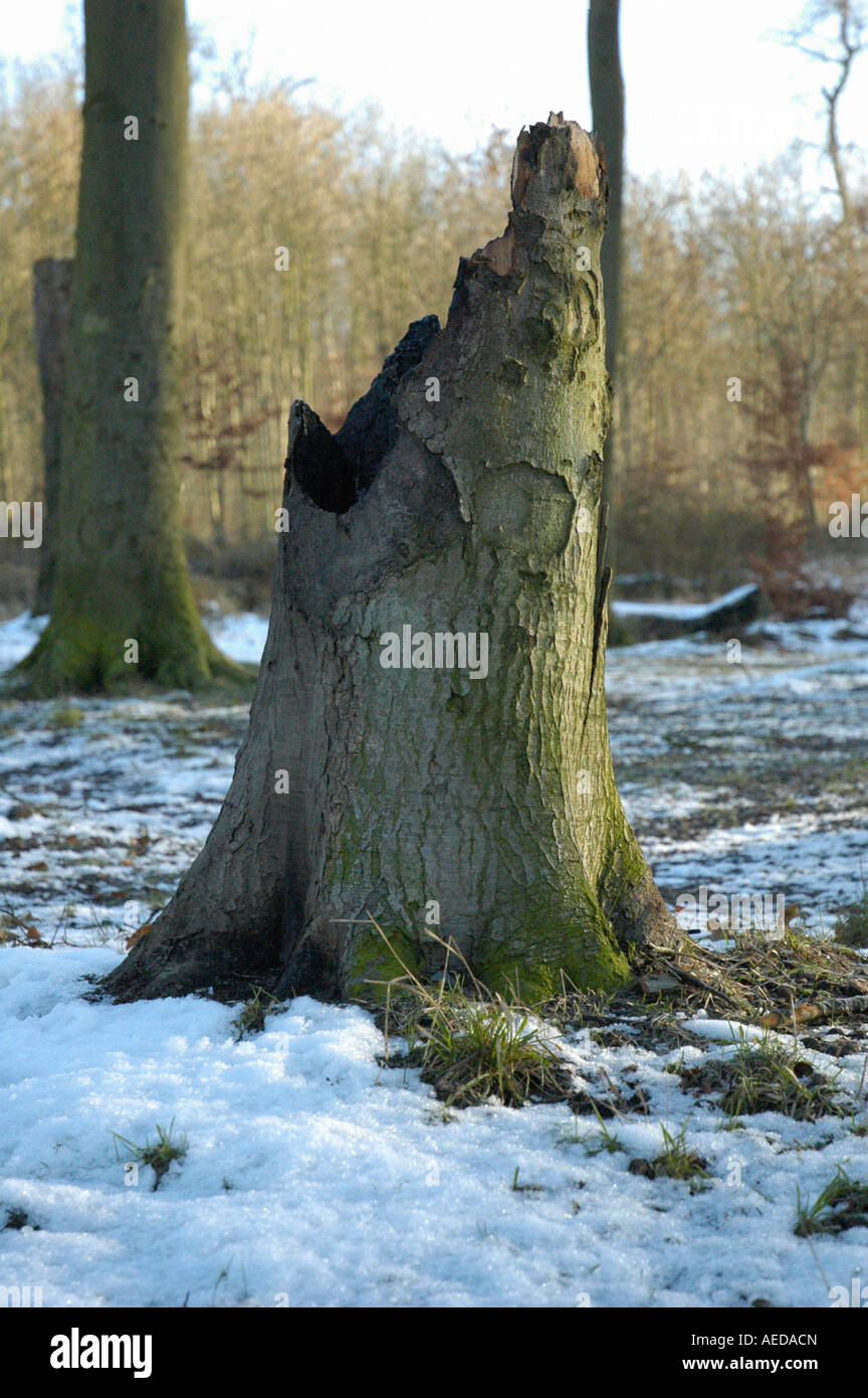 broken tree stump, surrounded by snow, oxfordshire, england Stock Photo ...