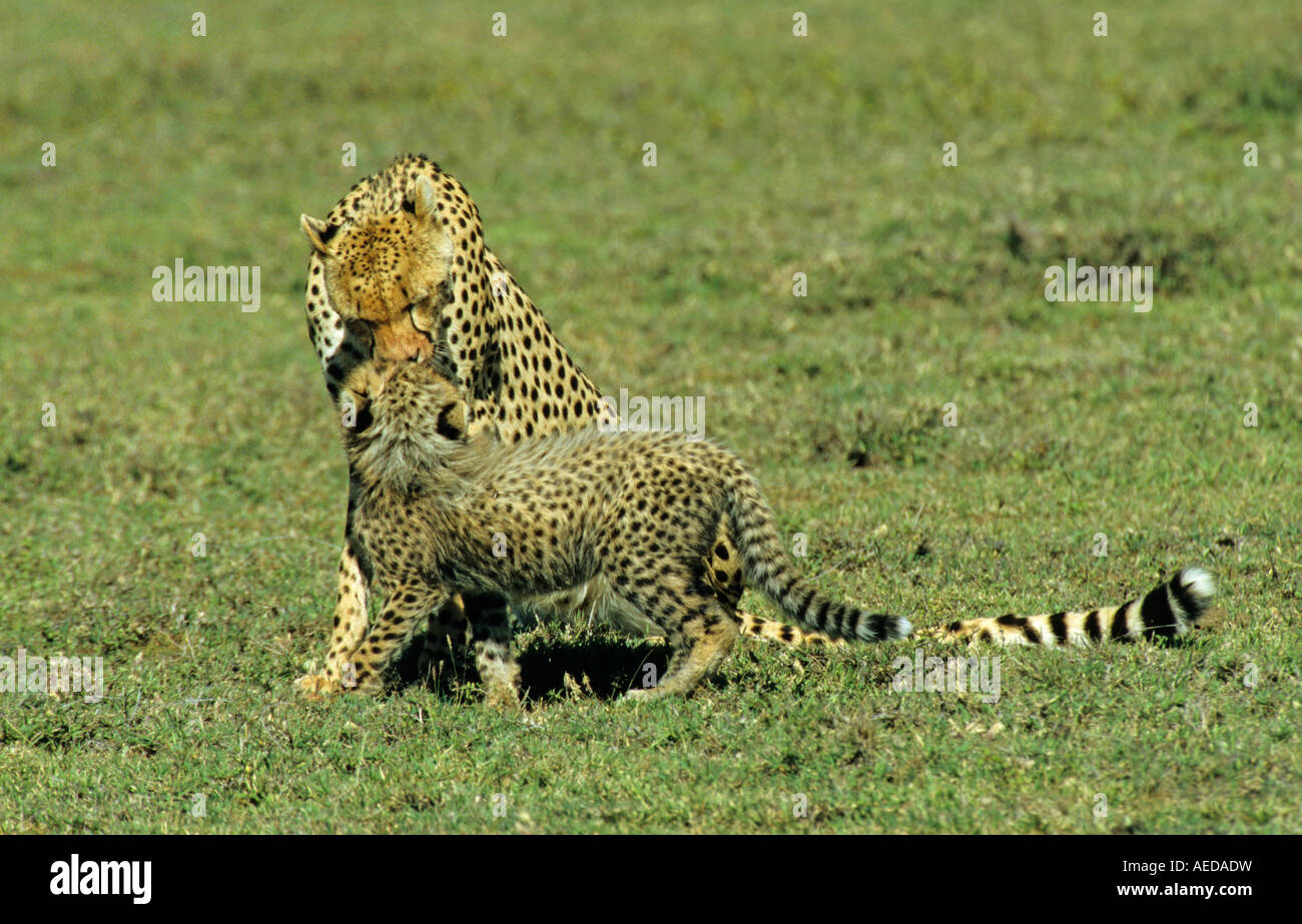 Cheetah Acinonyx jubatus mother licking its cub clean after eating on ...