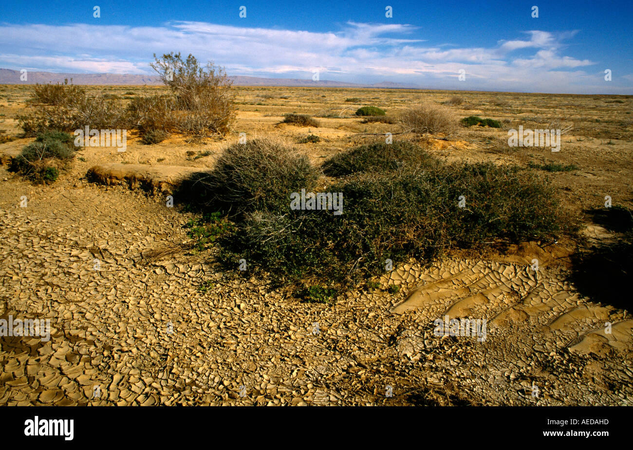 Tunisia Chott-er-rahmim Dry Desert Earth & Dying Plants Stock Photo - Alamy