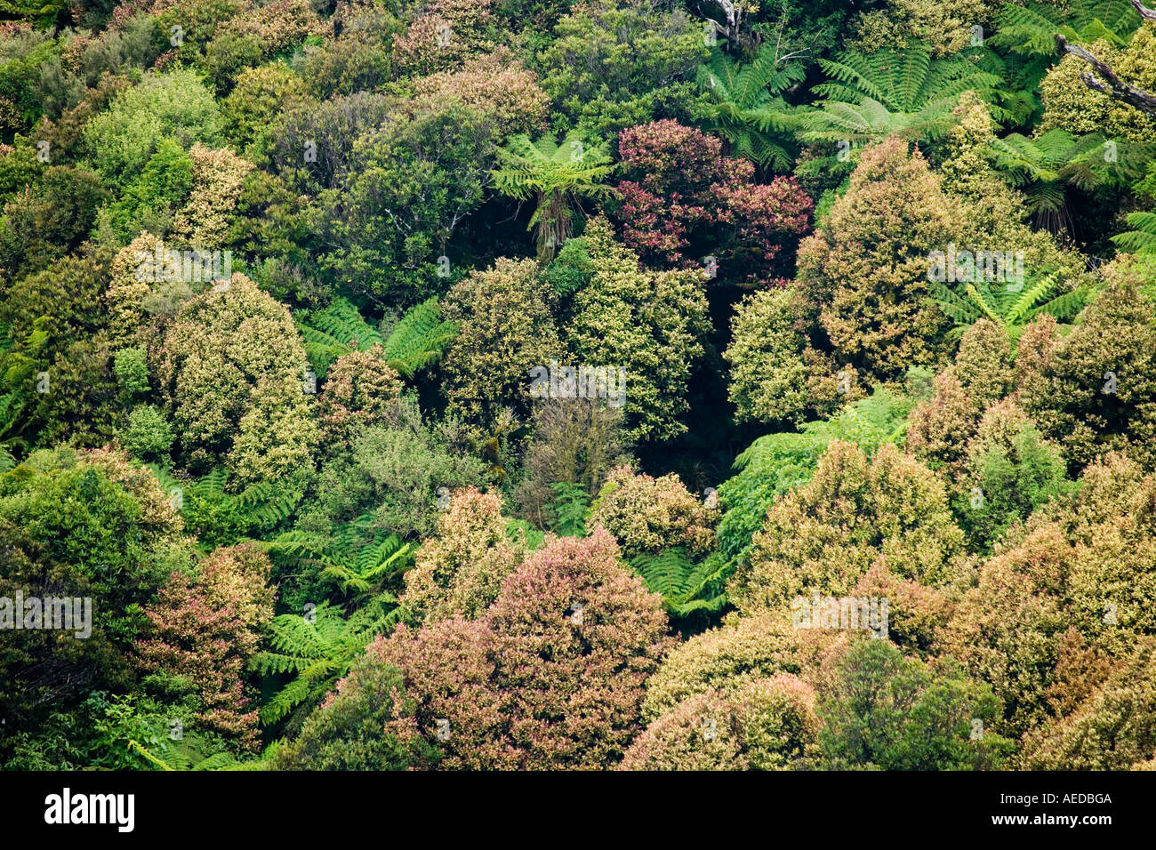 Native Bush Ruahine Forest Park Ruahine Ranges Tararua North Island New ...