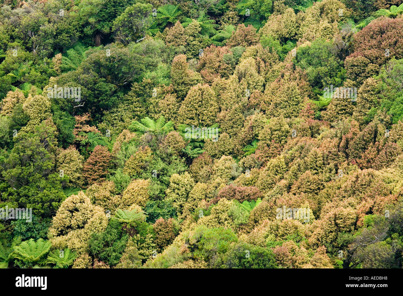 Native Bush Ruahine Forest Park Ruahine Ranges Tararua North Island New ...