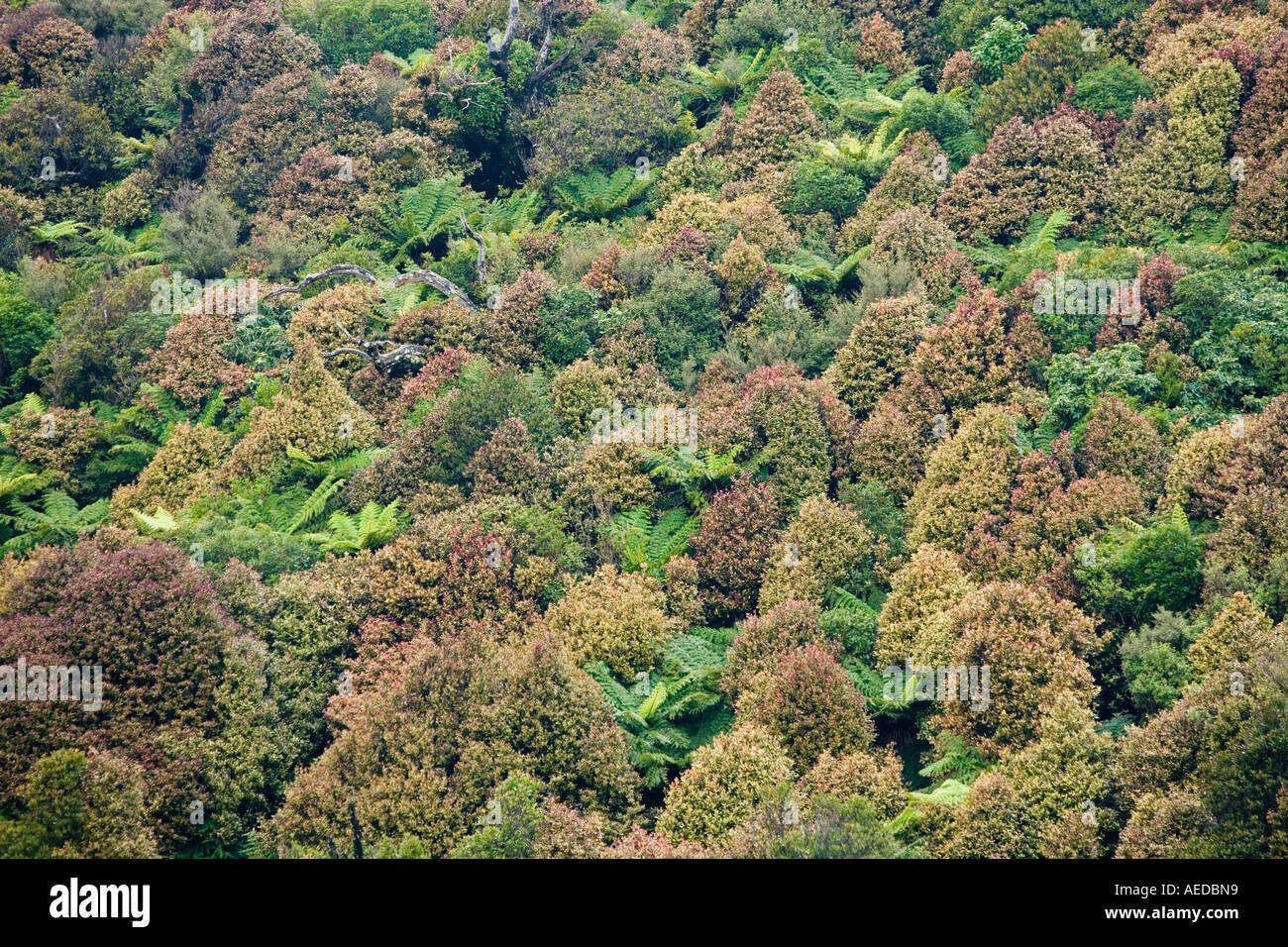 Native Bush Ruahine Forest Park Ruahine Ranges Tararua North Island New ...