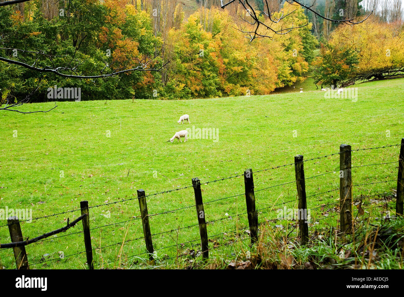 Autumn Colours and Farmland Taoroa Junction Rangitikei North Island New ...