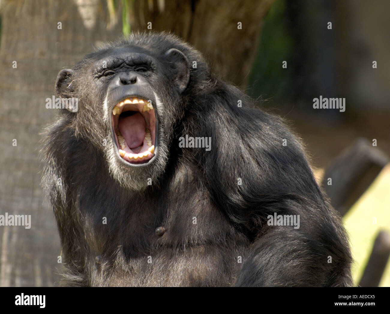 Monkey Screaming