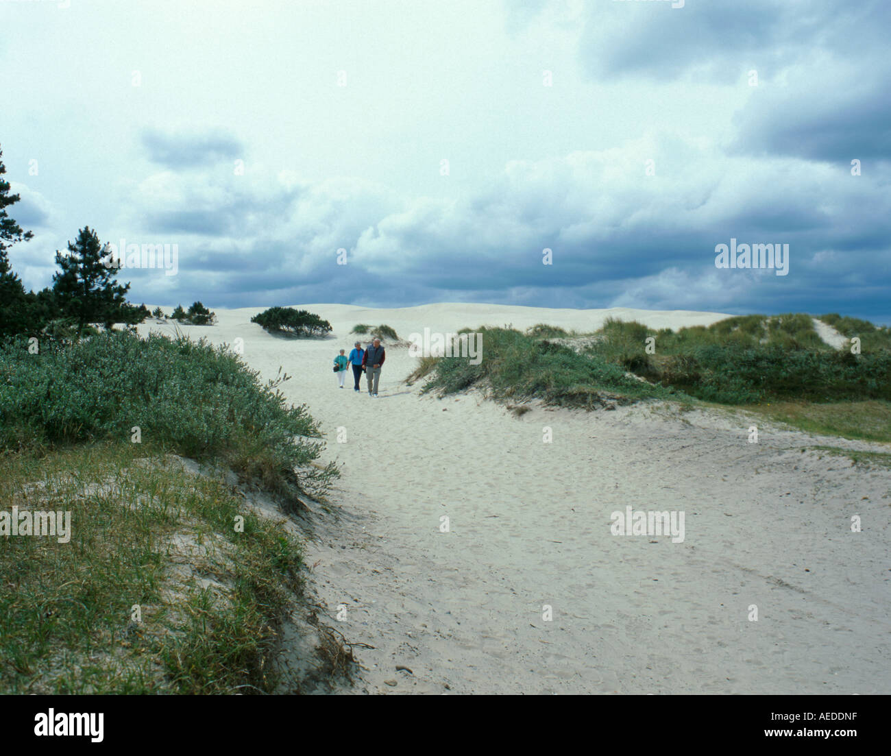 Sand dunes of Rubjerg Knude, Vendsyssel, north Jylland (Jutland ...