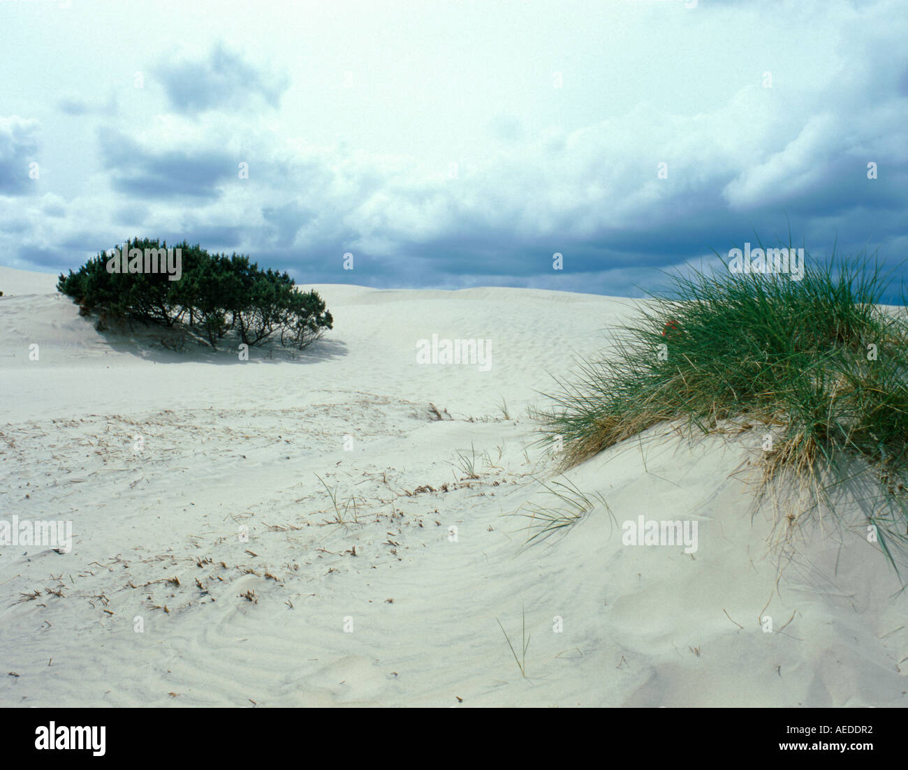 Sand dunes of Rubjerg Knude, Vendsyssel, north Jylland (Jutland ...