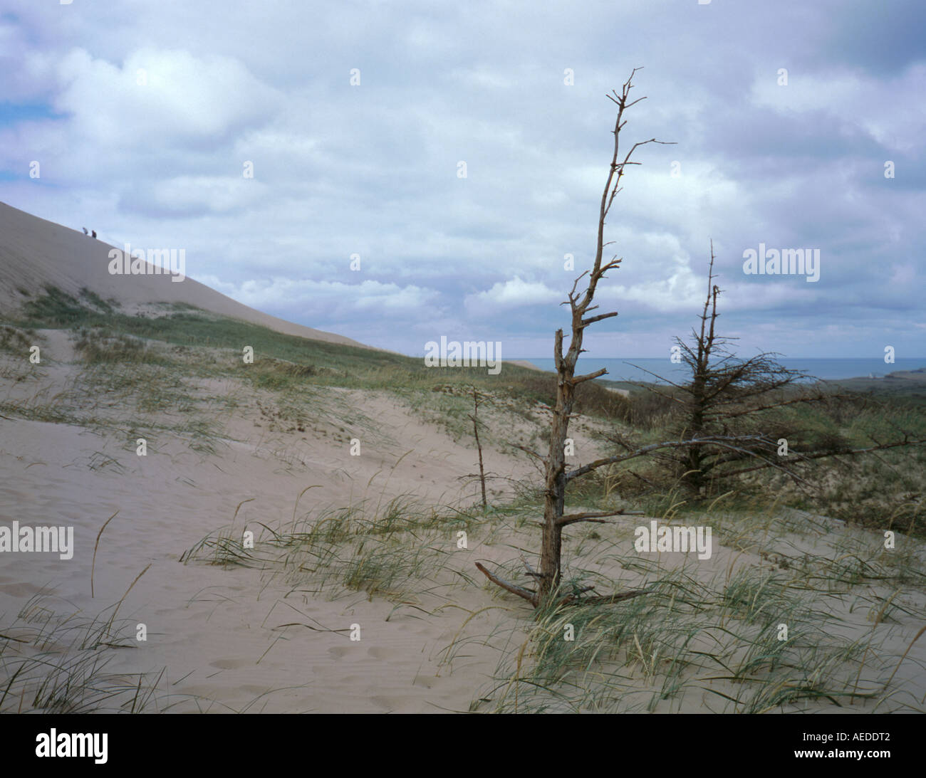 Dead trees engulfed by sand dunes of Rubjerg Knude, Vendsyssel, north ...