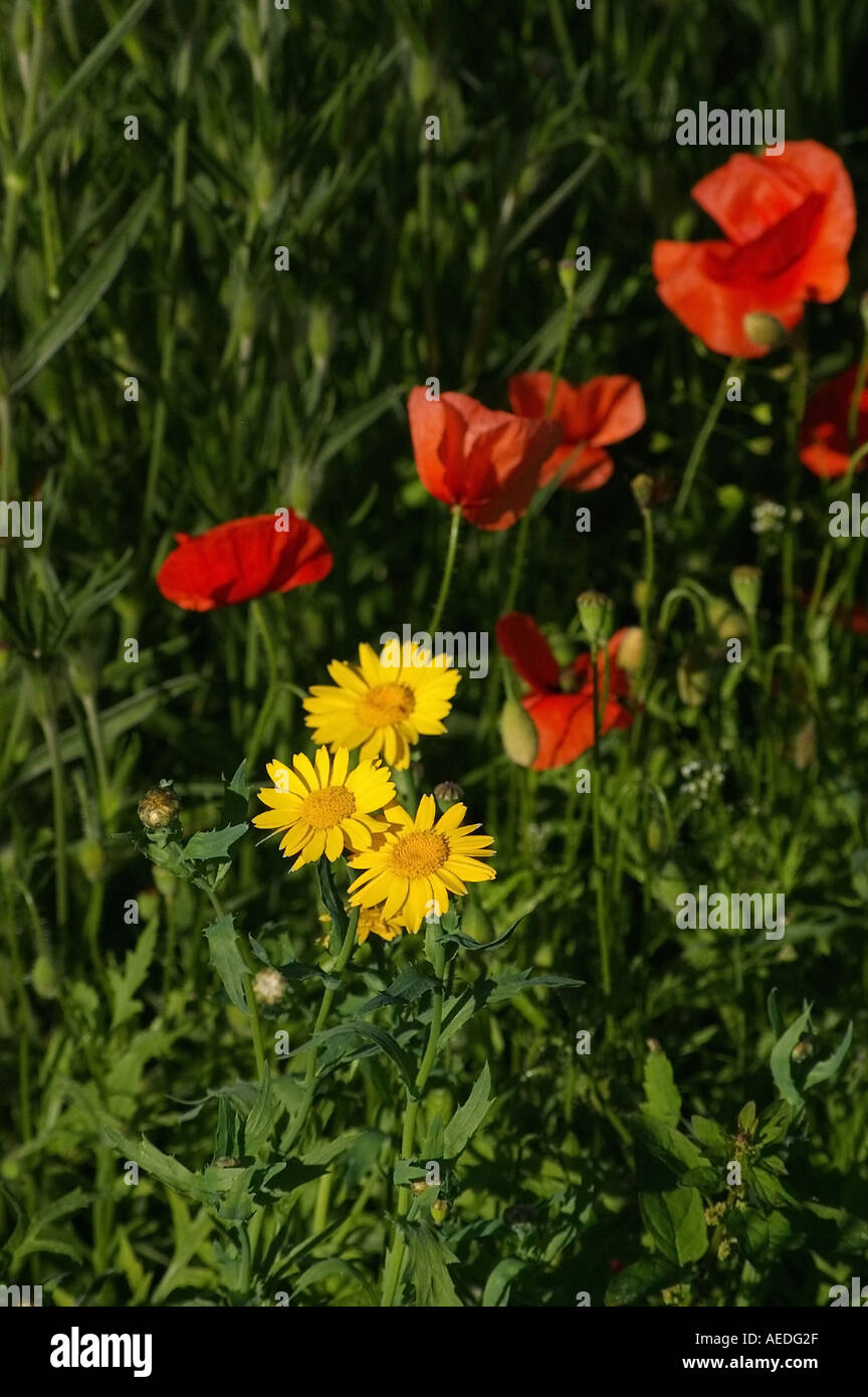 red poppies poppy flower plant grow growing wild flowers red poppies ...