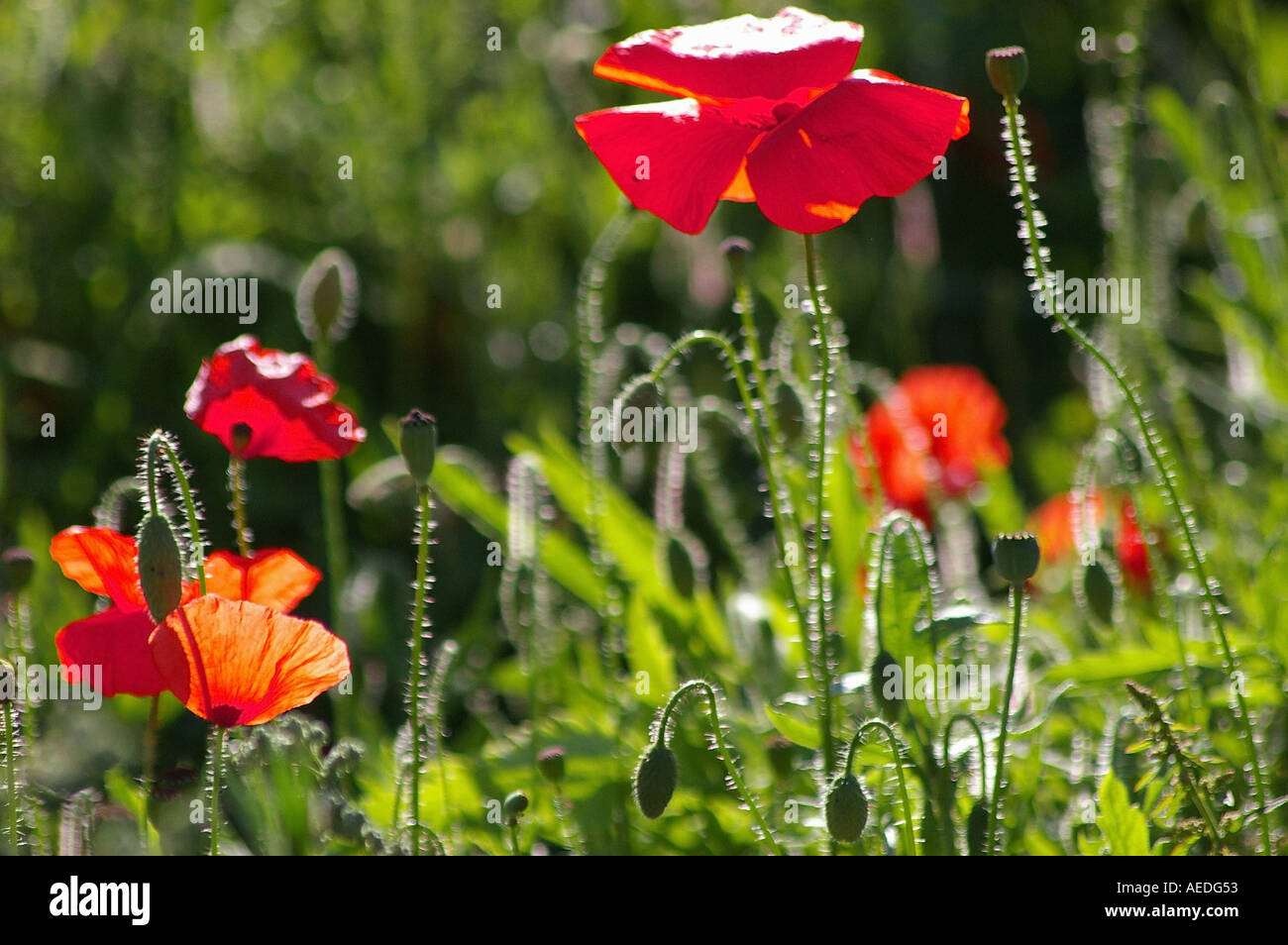 red poppies poppy flower plant grow growing wild flowers red poppies ...