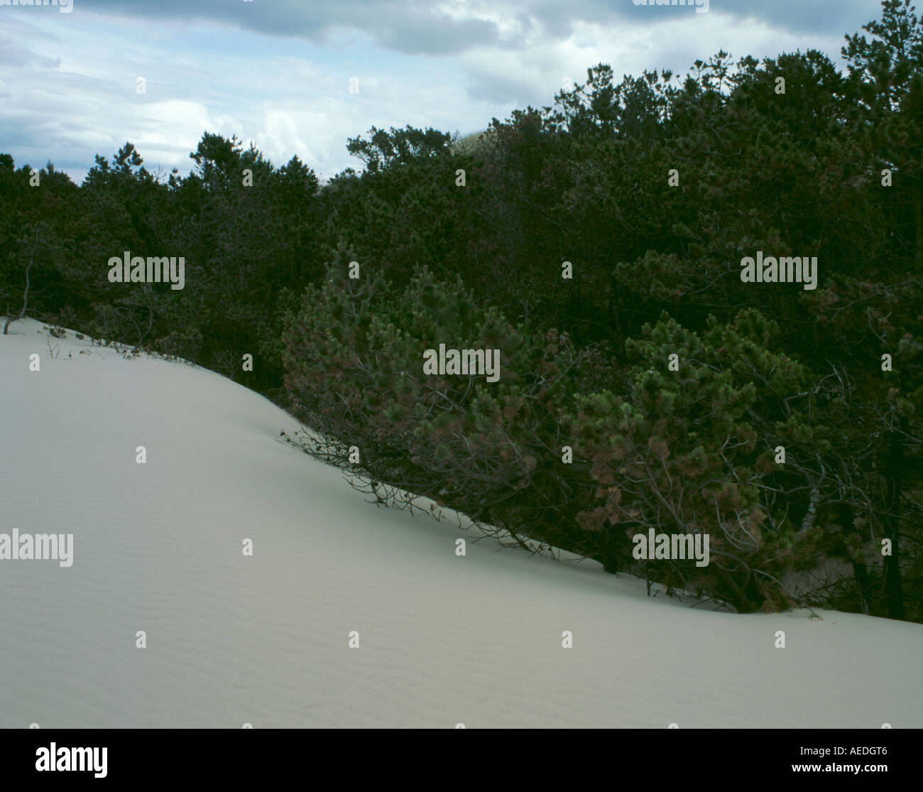 Sand migrating rabjerg mile dune hi-res stock photography and images ...
