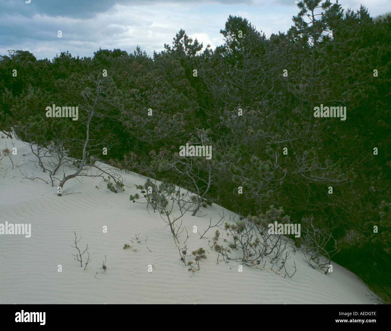 Sand migrating rabjerg mile dune hi-res stock photography and images ...