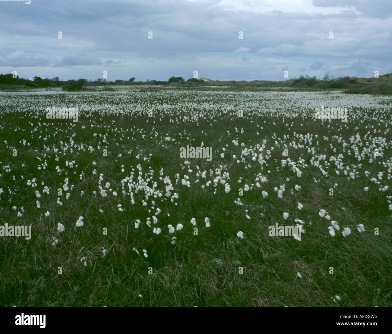 Common cotton grass, or Bog cotton (Eriphorum angustifolium ...
