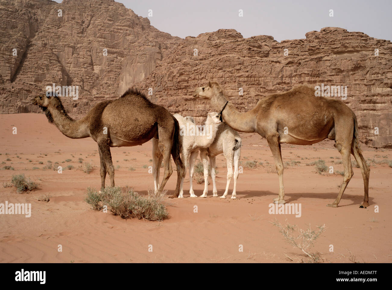 Jordanian plants hi-res stock photography and images - Alamy
