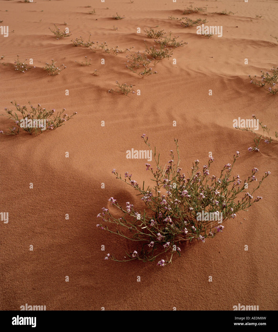 Plants in a Wadi Rum desert plain Stock Photo - Alamy