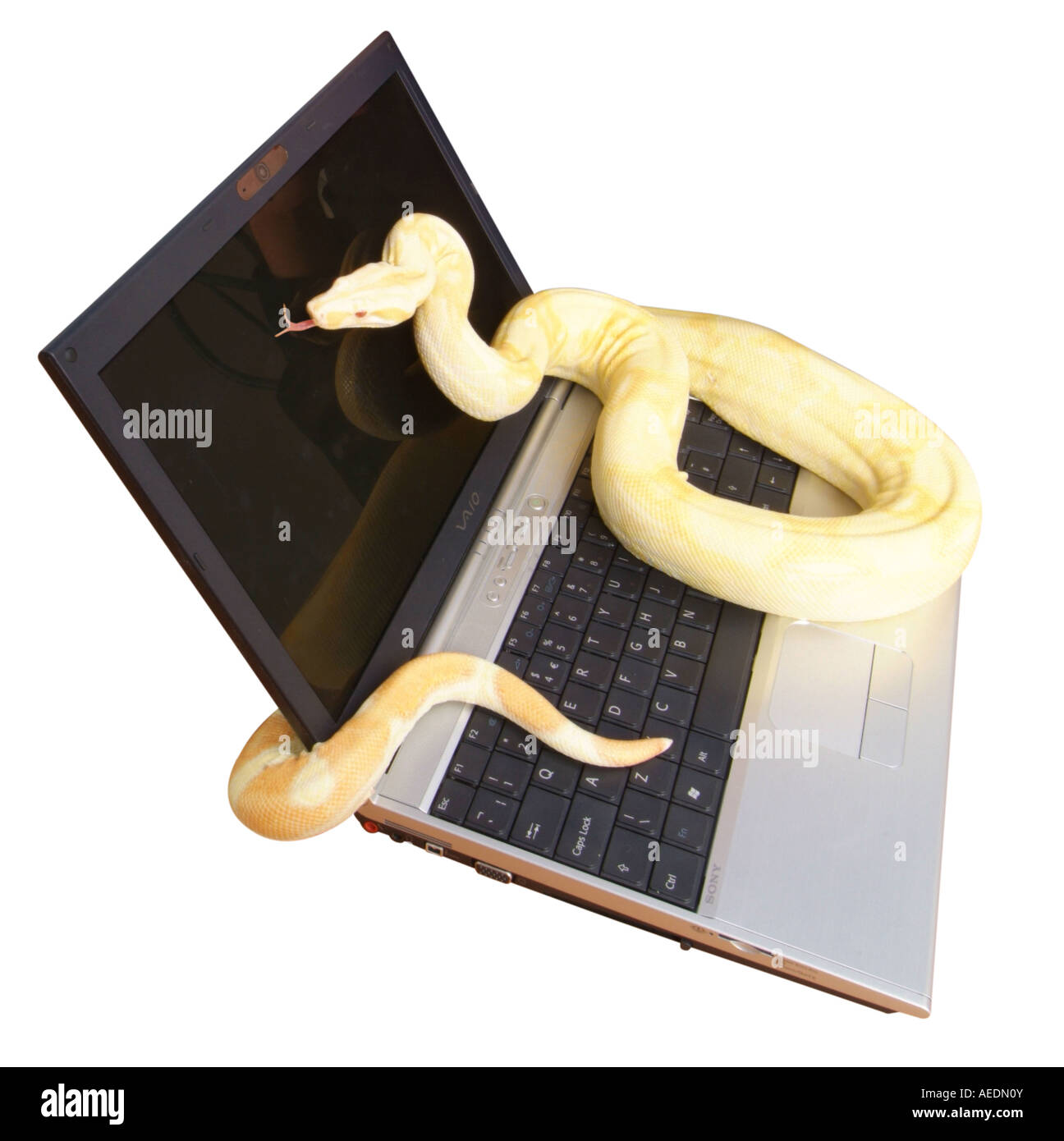 An albino Reticulated python sitting on a lap-top computer Stock Photo ...