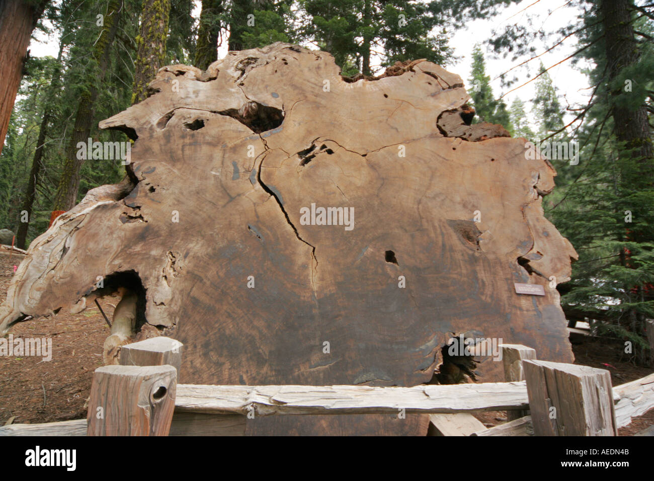 Sequoia National Park and Forest California USA Giant Sequoia Slice of ...
